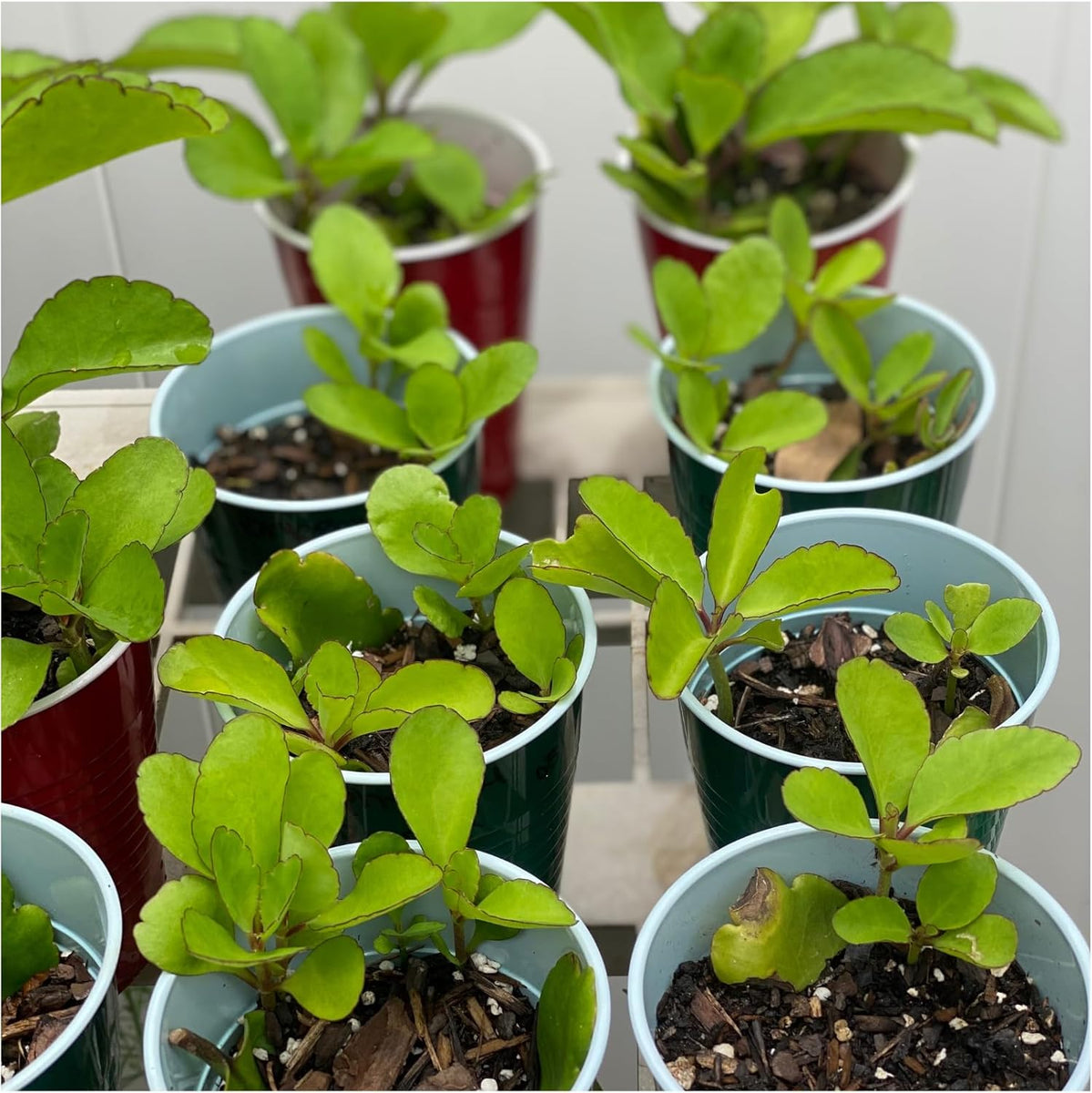 Organic Miracle Leaf for Propagation, Kalanchoe Pinnata, Medicinal Pla ...